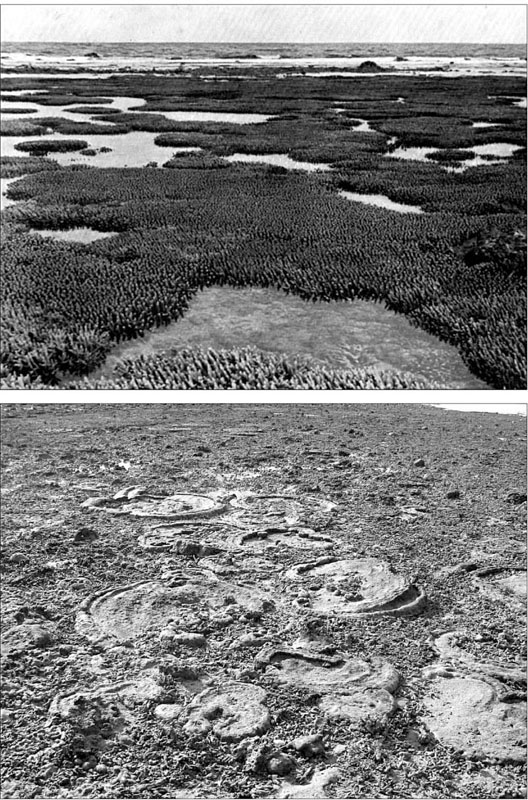 Low Isles Reef GBR - SEPM Strata